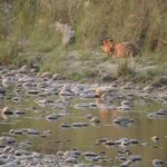 Tree House stay in Bardia National Park || 1 Night 2 Days - Frequently Asked Questions (FAQs)