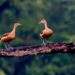 Trekking in Sinharaja Rainforest - Why Choose This Tour? Key Highlights