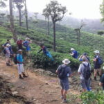 Trekking & Picnic in The Tea Plantation From Ella, Haputale & Bandarawela - What We Think About the Value