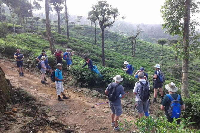 Trekking & Picnic in The Tea Plantation From Ella, Haputale & Bandarawela - What We Think About the Value