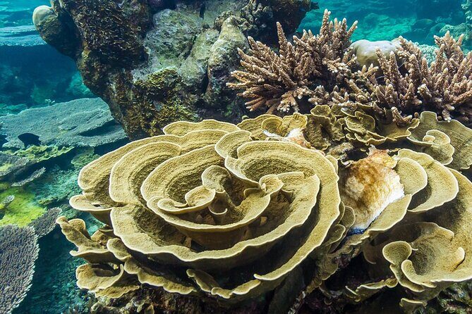 Trinco Tour A - Snorkeling & Island Hopping tour - What Reviewers Say