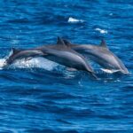 Trinco Tour B - Whales, Dolphins & Snorkeling tour - Who Should Consider This Tour?
