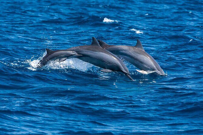 Trinco Tour B - Whales, Dolphins & Snorkeling tour - Who Should Consider This Tour?