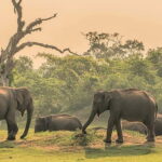 Trincomalee: Minneriya Safari & Sigiriya/Dambulla Transfer - The Sum Up