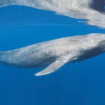 Trincomalee: Snorkeling Adventure with Whales - Frequently Asked Questions
