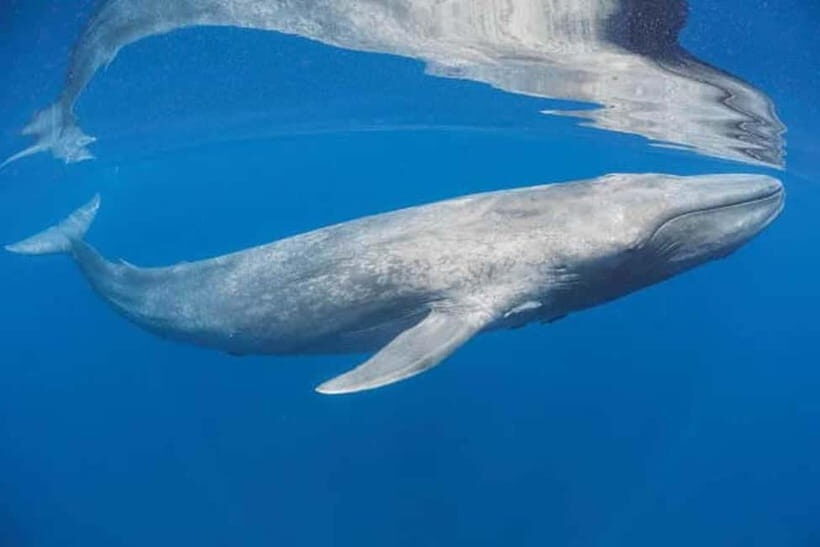 Trincomalee: Snorkeling Adventure with Whales - Frequently Asked Questions