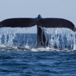 Trincomalee: Whale & Dolphin Safari Tour with Expert Guides - An In-Depth Look at the Whale & Dolphin Safari in Trincomalee