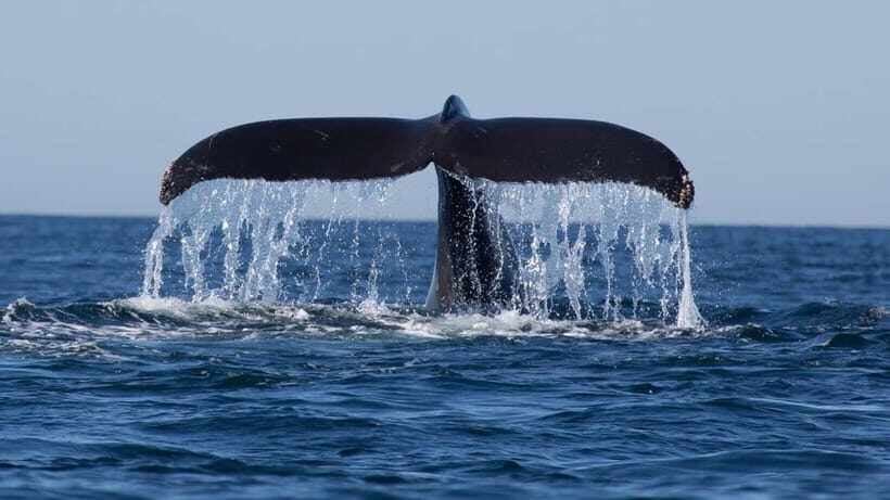 Trincomalee: Whale & Dolphin Safari Tour with Expert Guides - An In-Depth Look at the Whale & Dolphin Safari in Trincomalee