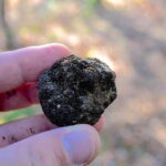 Truffle Hunting Experience with Lunch in San Miniato - Authenticity and Connection with Locals