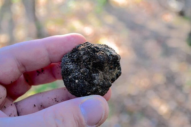 Truffle Hunting Experience with Lunch in San Miniato - Authenticity and Connection with Locals