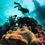 Try and Discover scuba diving - Try and Discover Scuba Diving in Cebu: A Practical Guide