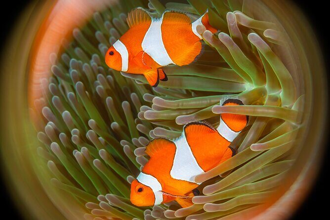 Try Dive Program in the Biorock Pemuteran - The Underwater Experience: Exploring Biorock Reef