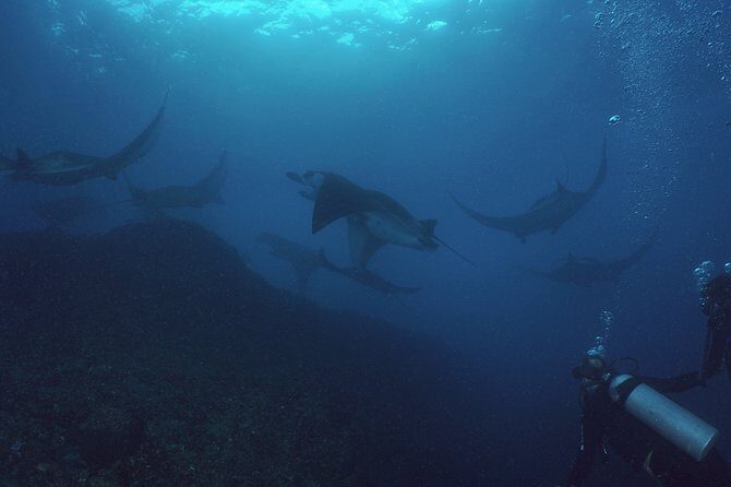 Try Dive with Manta Rays in Bali - Why This Tour is Worth Considering