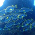 Try Diving at USAT Liberty Wreck Tulamben with 1 or 2 Dives (Stay In Tulamben) - Final Thoughts