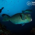 Try scuba diving at the Liberty Wreck Tulamben (from South Bali ) 1 or 2 dives - Who Should Consider This Tour?