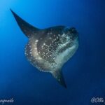 Try Scuba Diving for Beginners with manta rays (Non - Certified) - The Good and the Not-So-Good