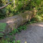 Tryon Creek Eco-tour With a Master Naturalist - Practicalities and Tips