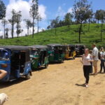 Tuk Tuk safari and Picnic in The Tea Plantation from Ella,Haputale & Bandarawela - Transportation and Comfort