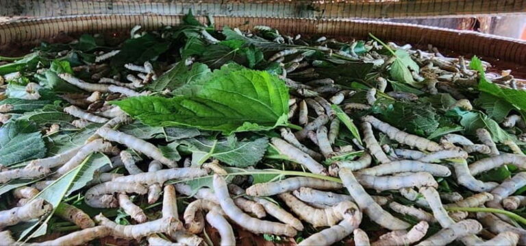 Tuk-Tuk Tour to Silk Island & Udong Mountain - How the Itinerary Comes Together