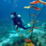 Tulum: 2 Tank Cenote Dive - The Practical Details