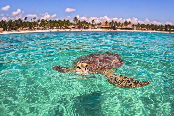 TULUM Jaguar Park Day Pass - Additional Information: Practical Tips