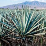 Tulum Mezcal Tasting - The Experience in Detail