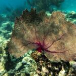 Tulum Ruins and Turtle Search at Akumal Plus Underground Cenote - Who Will Love This Tour?