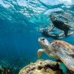Turtle Encounter Private Tour  Swim with Sea Turtles & Cenote - Exploring the Full Experience: A Detailed Breakdown