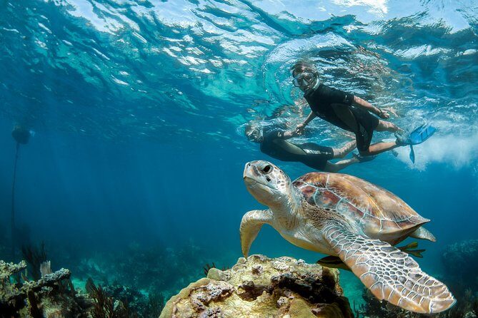 Turtle Encounter Private Tour  Swim with Sea Turtles & Cenote - Exploring the Full Experience: A Detailed Breakdown