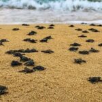 Turtle Release at Escobilla Beach - Who Will Love This Tour?