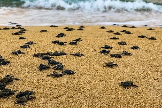 Turtle Release at Escobilla Beach - Who Will Love This Tour?