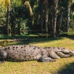 Turtle Release Escobilla Sanctuary and crocs in Ventanilla. - The Itinerary: What to Expect at Each Stop