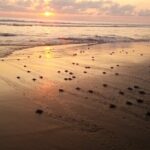 Turtle Release Playa Blanca - Who Will Love This Tour?