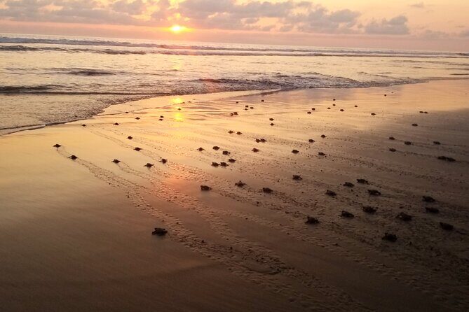 Turtle Release Playa Blanca - Who Will Love This Tour?