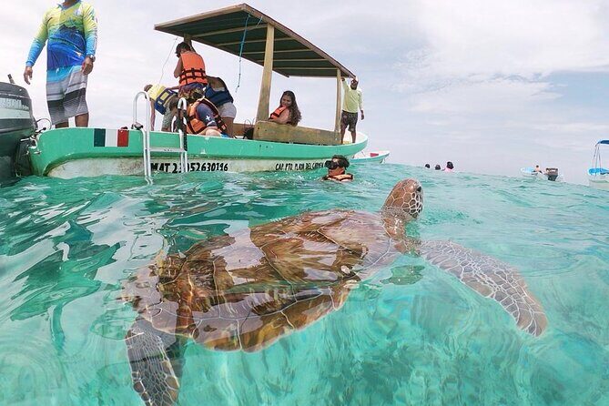 Turtle Swim, Lunch and Underground Cenote Private Tour - Who Will Love This Tour?