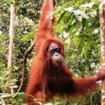 Two-Day Jungle Trekking For School, Private - What Is the Jungle Trekking Tour All About?