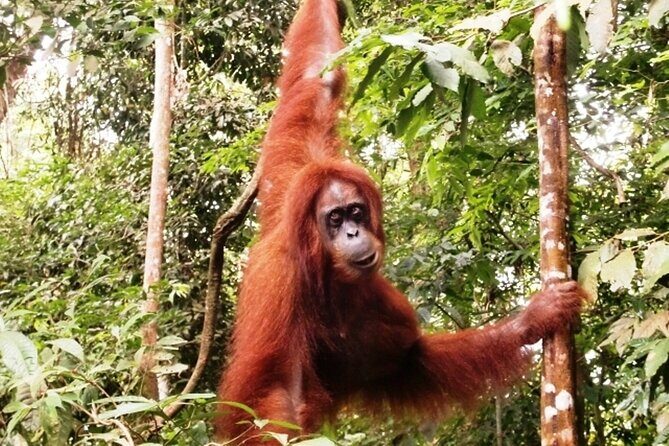 Two-Day Jungle Trekking For School, Private - What Is the Jungle Trekking Tour All About?