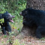 Two-Day Tour :Anuradhapura Sacred City & Wilpattu Wildlife Safari - What the Tour Means for You
