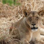 Two Days Safari by Train - Valuing the Experience