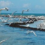 Two-Hour Everglades Dolphin, Manatee and Birding Boat Tour - What to Expect on the Itinerary