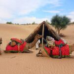 Two-Night Camel Safari and Desert Camping - The Final Leg: Return and Reflection