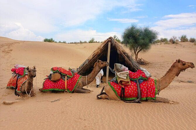 Two-Night Camel Safari and Desert Camping - The Final Leg: Return and Reflection