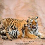 Two Night Tiger Safari Experience at Tadoba National Park &Transfers From Nagpur - Key Points