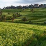 Ubud : ATV Bali Quad Bike Adventure - Why Travelers Keep Coming Back