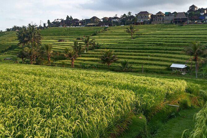 Ubud : ATV Bali Quad Bike Adventure - Why Travelers Keep Coming Back