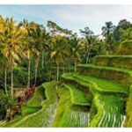 Ubud ATV Quad Bike, Monkey Forest and Rice Terrace - FAQs