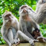 Ubud Best Tour - What’s Included and What’s Not