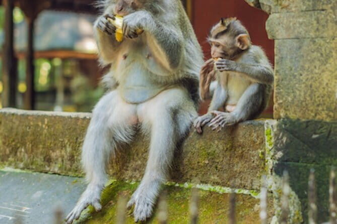 Ubud Full Day Private Tour with All Inclusive - Who Should Consider This Tour?