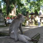 Ubud Full Day Tour - Costumeize Your Own Trip - Sacred Monkey Forest Sanctuary: Meet Bali’s Playful Residents