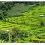 Ubud Natural Scenery with Swing - Authenticity and Cultural Touches